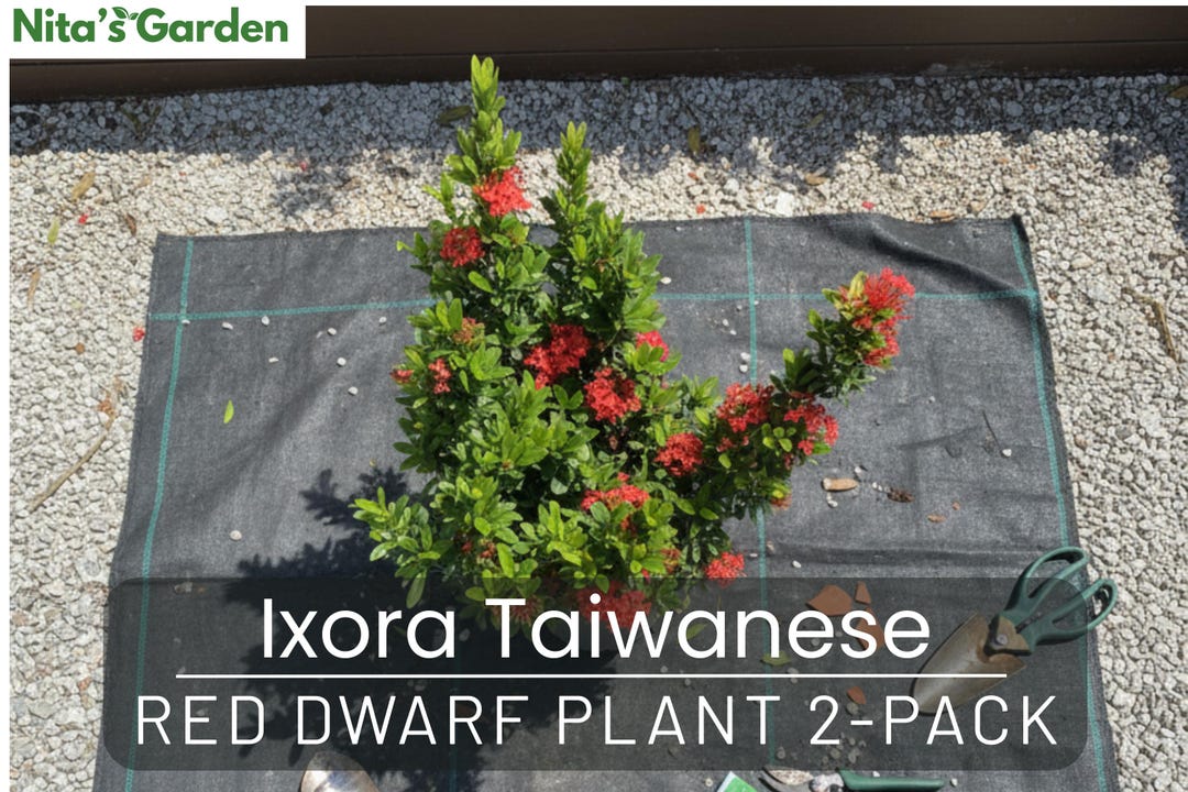 Ixora Taiwanese Red Dwarf Plant 2-pack - Etsy