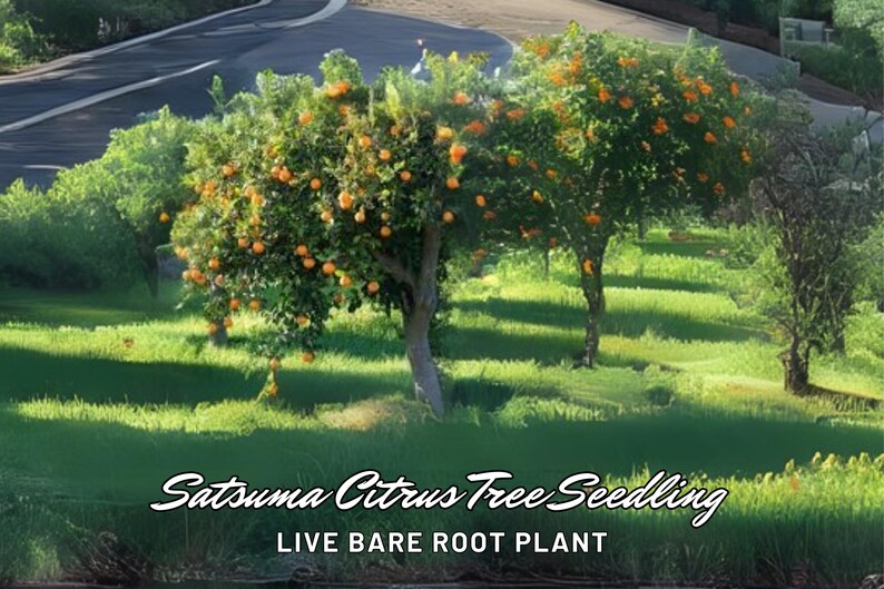 Satsuma Citrus Tree Seedling | Live Bare Root Plant | Easy Peel Sweet ...