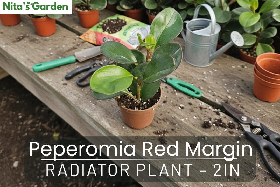 Peperomia Red Margin Radiator Plant – 2in - Etsy