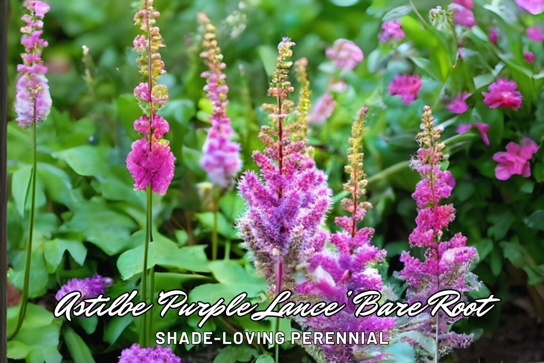 Astilbe ‘purple Lance’ Bare Root – Shade-loving Perennial | Summer ...