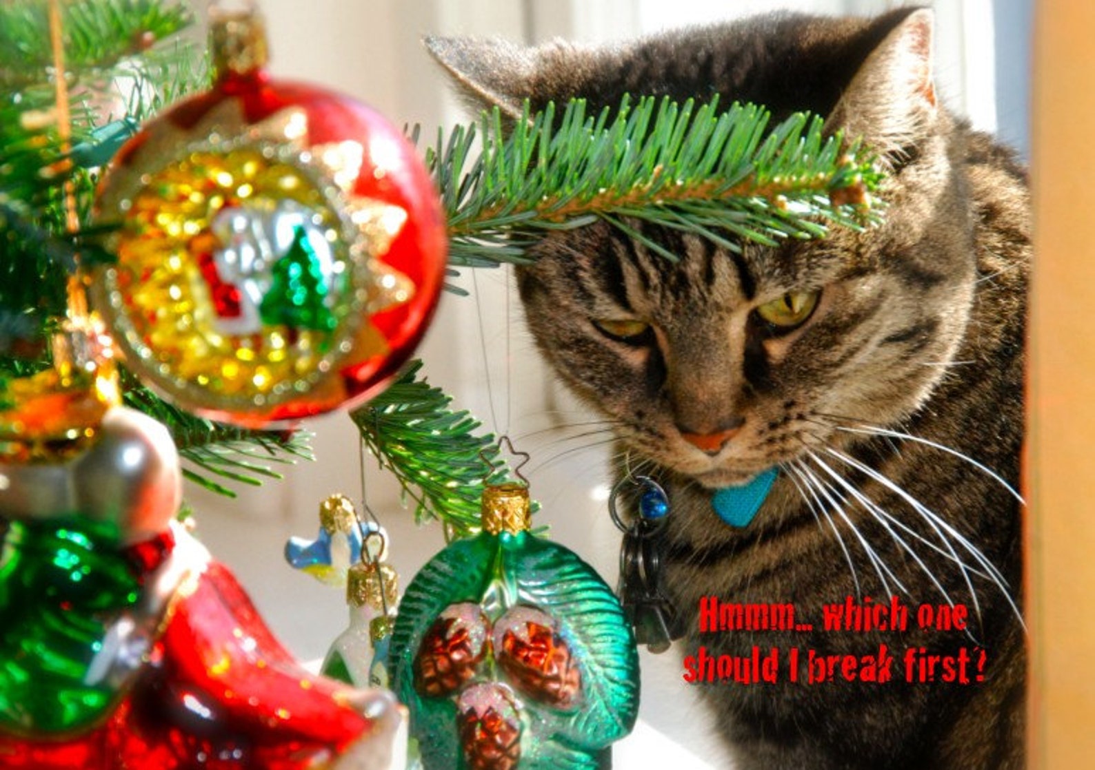 Bad Kitty CHRISTMAS Holiday Card - From Original Photograph - Tabbycat ...