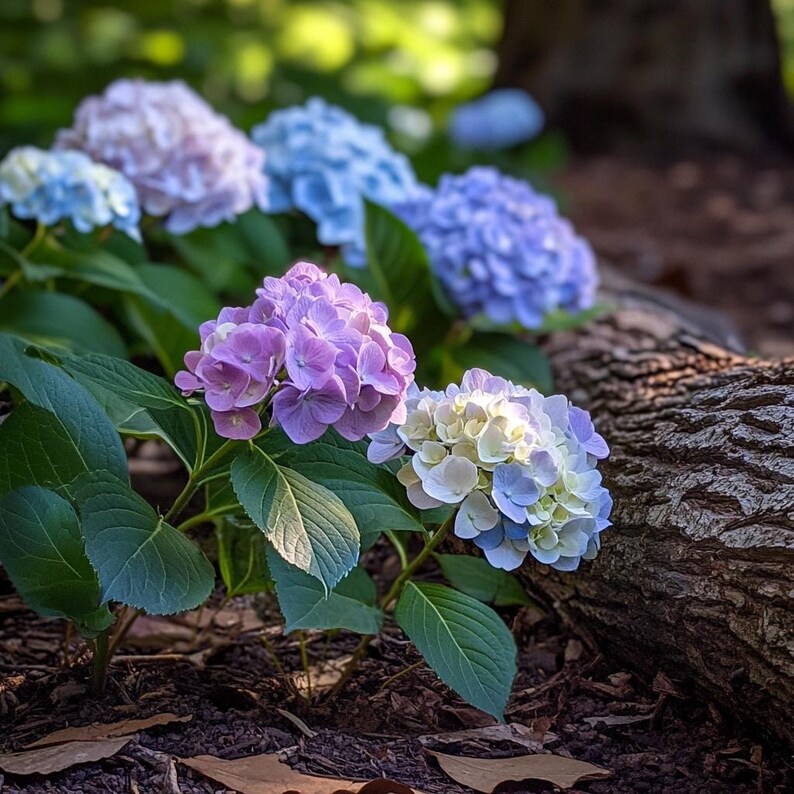 Colorful Hydrangea Mix Seeds – Easy-to-grow Flowering Shrubs for Shade ...