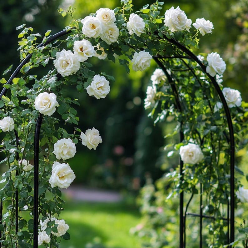 White Climbing Rose Seeds | Elegant Pure Blooms for Arches, Fences ...
