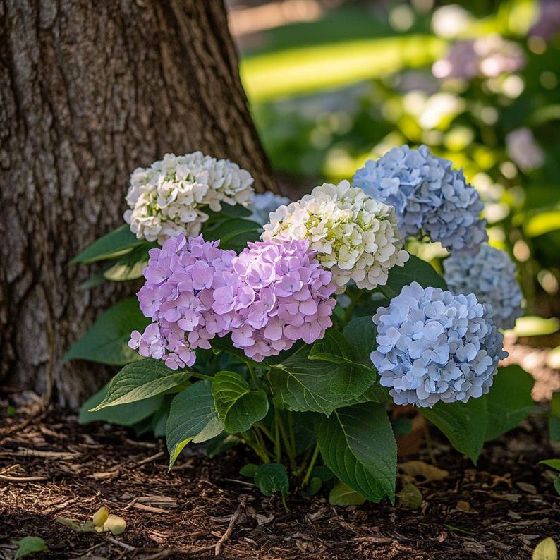 Colorful Hydrangea Mix Seeds – Easy-to-grow Flowering Shrubs for Shade ...