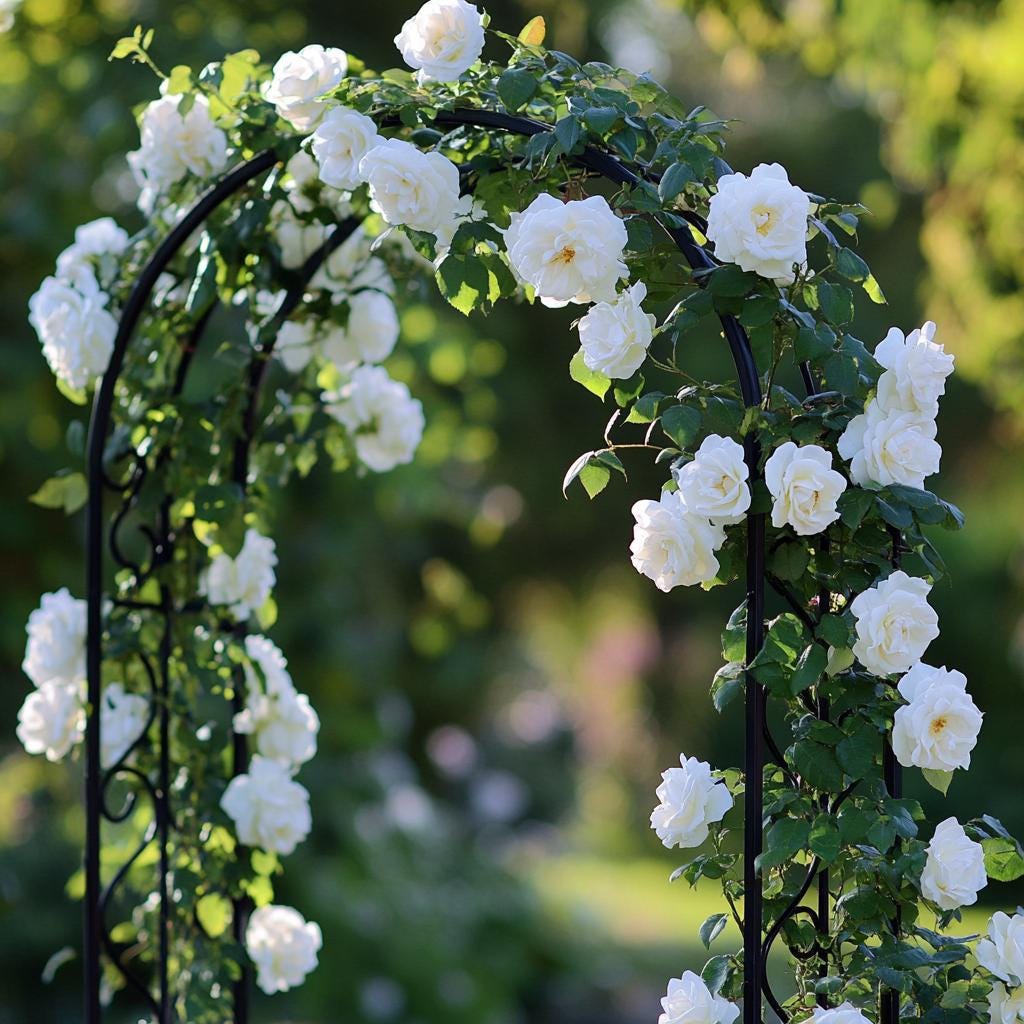 White Climbing Rose Seeds | Elegant Pure Blooms for Arches, Fences ...