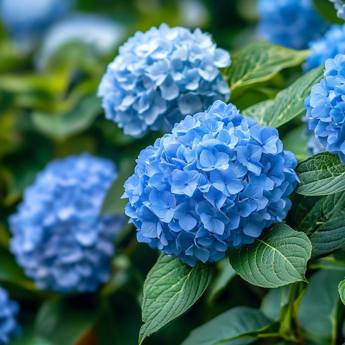 Blue Hydrangea Seeds – Gorgeous Flowering Shrubs for Vibrant Gardens ...