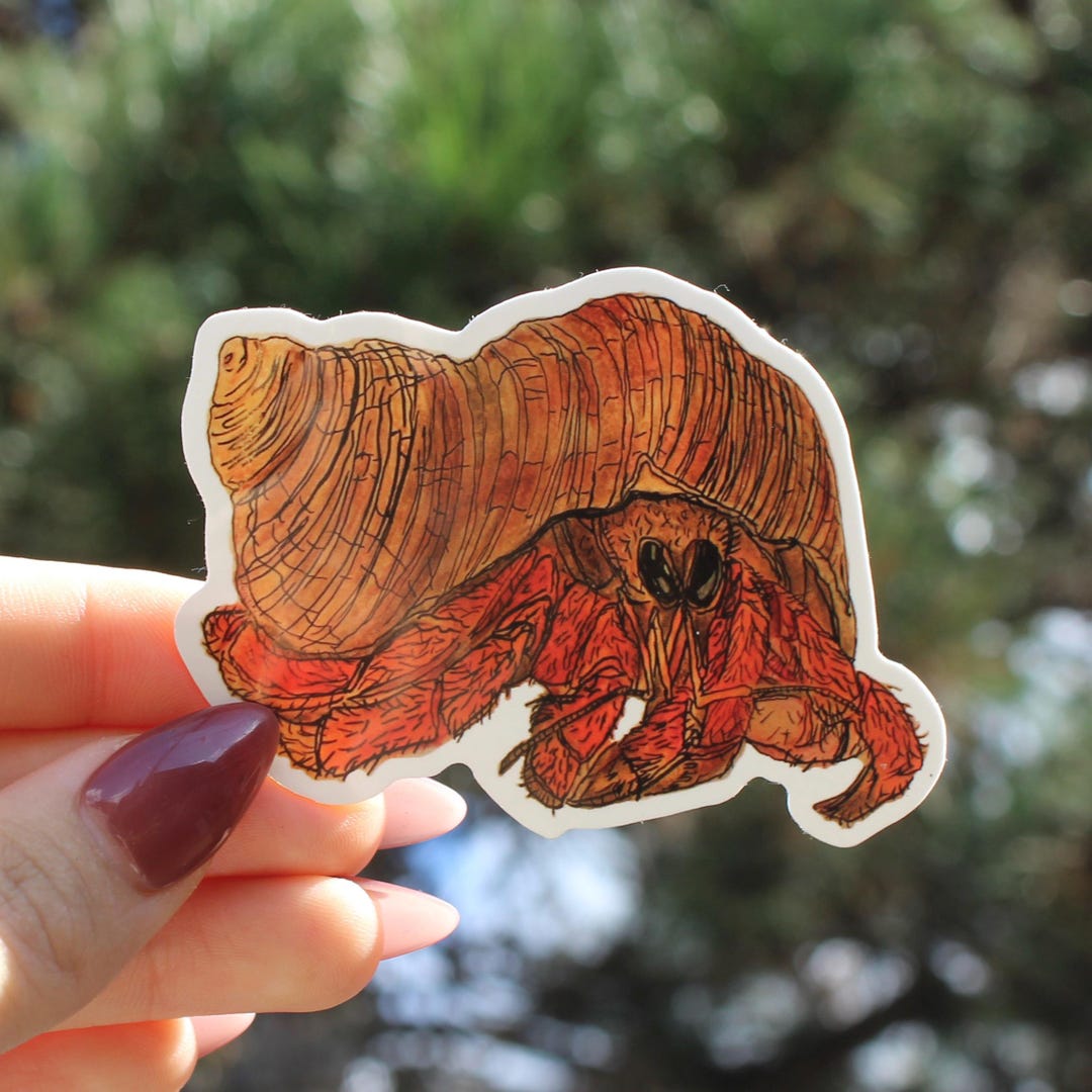 Hand Drawn Hermit Crab Vinyl Sticker | Ocean Computer Decal - Etsy