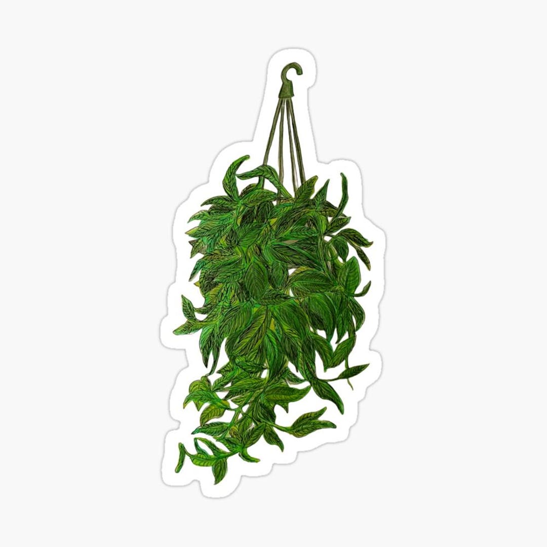 Hand Drawn Hanging Pothos Plant Vinyl Sticker | Botanical Computer ...