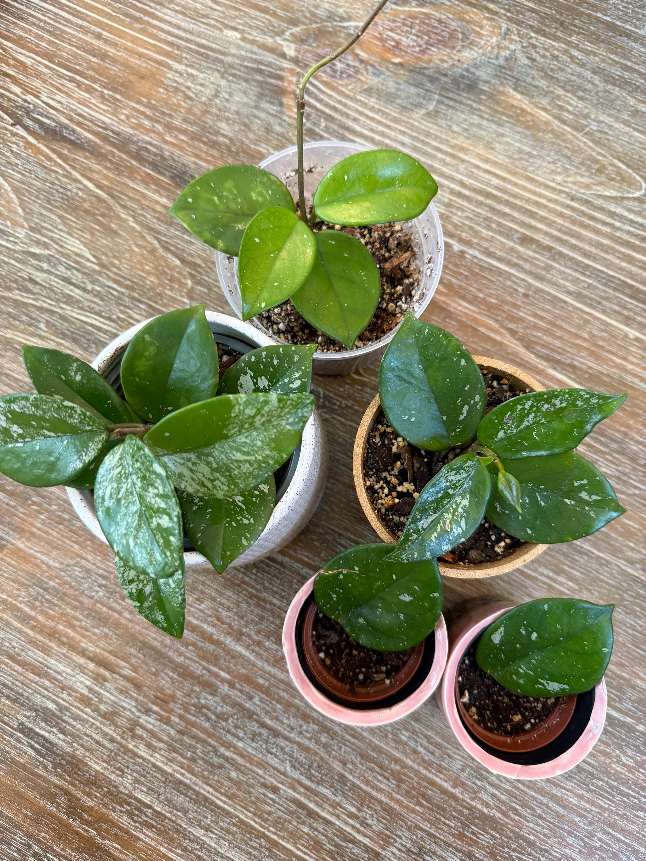 Hoya Carnosa Freckled Splash Rooted 4" - Etsy