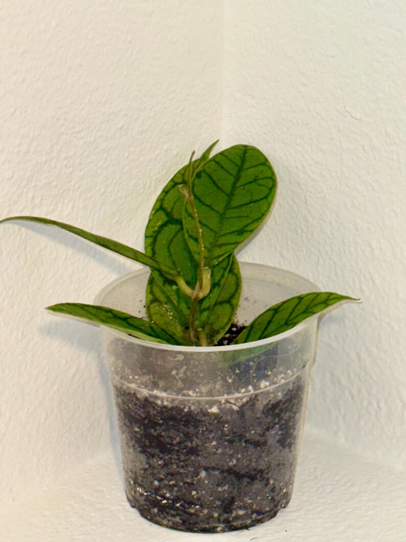 Hoya Kalimantan - Veiny Hoya - Crocodile Hoya - Live Plant - 4 Rooted ...