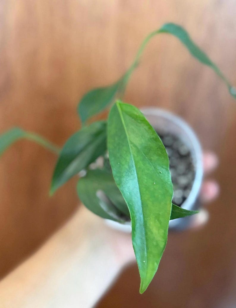 Pothos Baltic Blue: Rare Indoor Climbing Plant - 4" Pot - Etsy