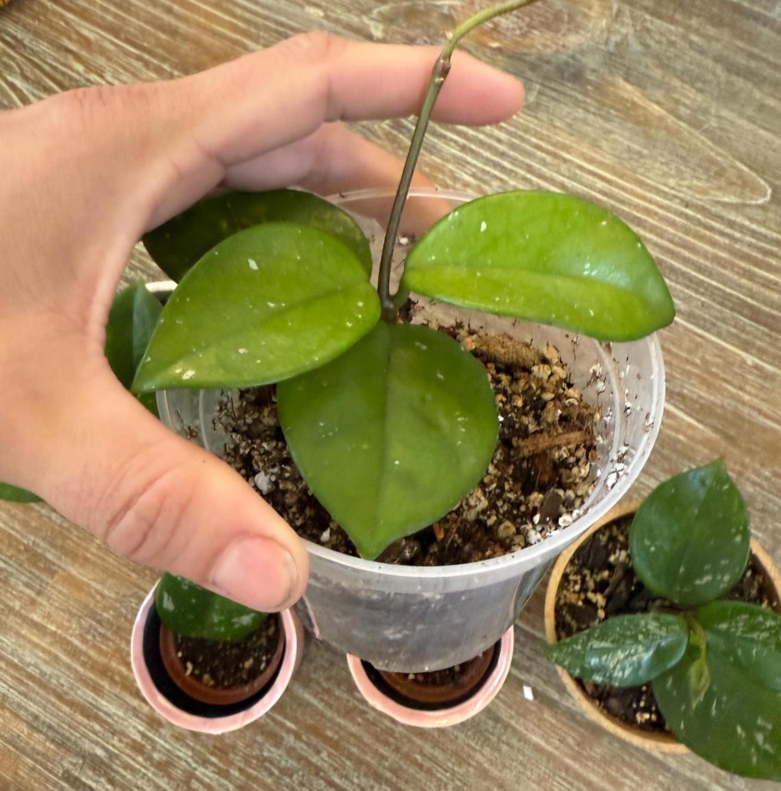 Hoya Carnosa Freckled Splash Rooted 4" - Etsy