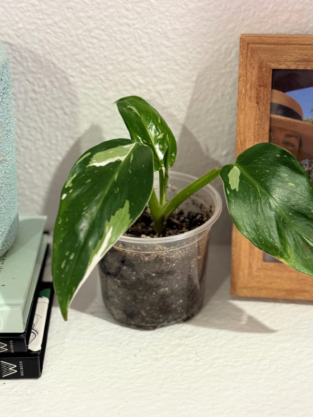 Philodendron White Knight Variegated 4" Pot Rooted Plant - Etsy