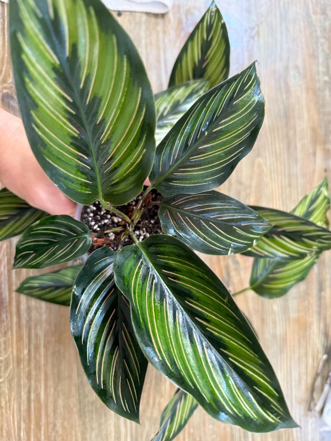 Calathea 'beauty Star', Calatheas 'beauty Star', Peacock Plant- 4 ...