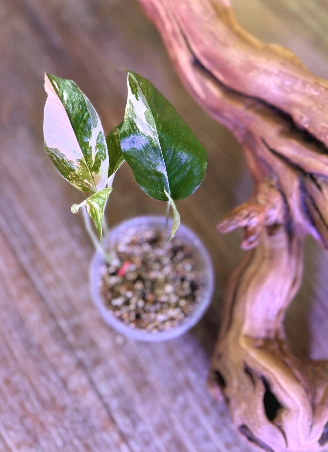 Epipremnum Pinnatum Albo Variegated| Albo Pothos Rooted in 4" Pot - Etsy