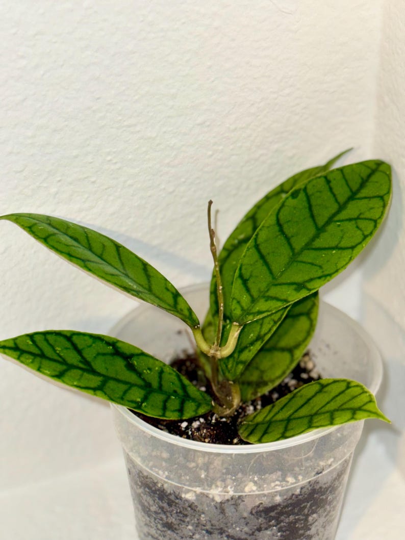 Hoya Kalimantan - Veiny Hoya - Crocodile Hoya - Live Plant - 4 Rooted ...