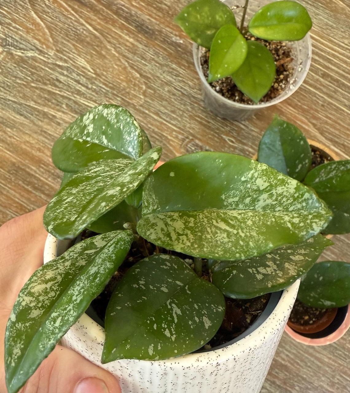 Hoya Carnosa Freckled Splash Rooted 4" - Etsy