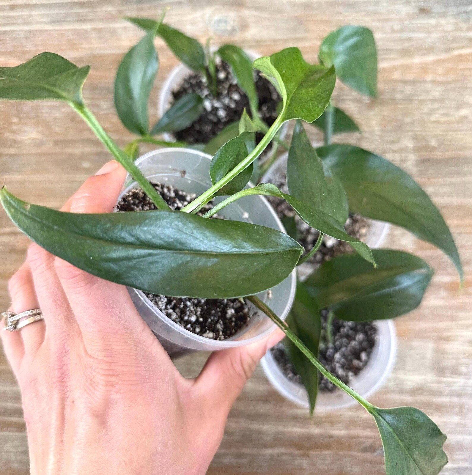 Pothos Baltic Blue: Rare Indoor Climbing Plant - 4" Pot - Etsy
