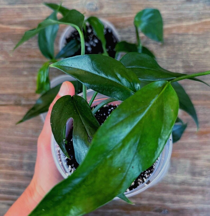 Pothos Baltic Blue: Rare Indoor Climbing Plant - 4" Pot - Etsy