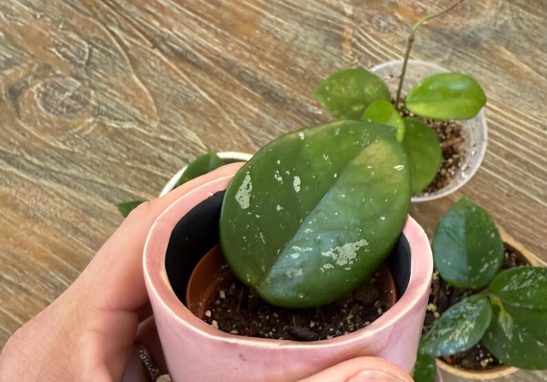 Hoya Carnosa Freckled Splash Rooted 4" - Etsy
