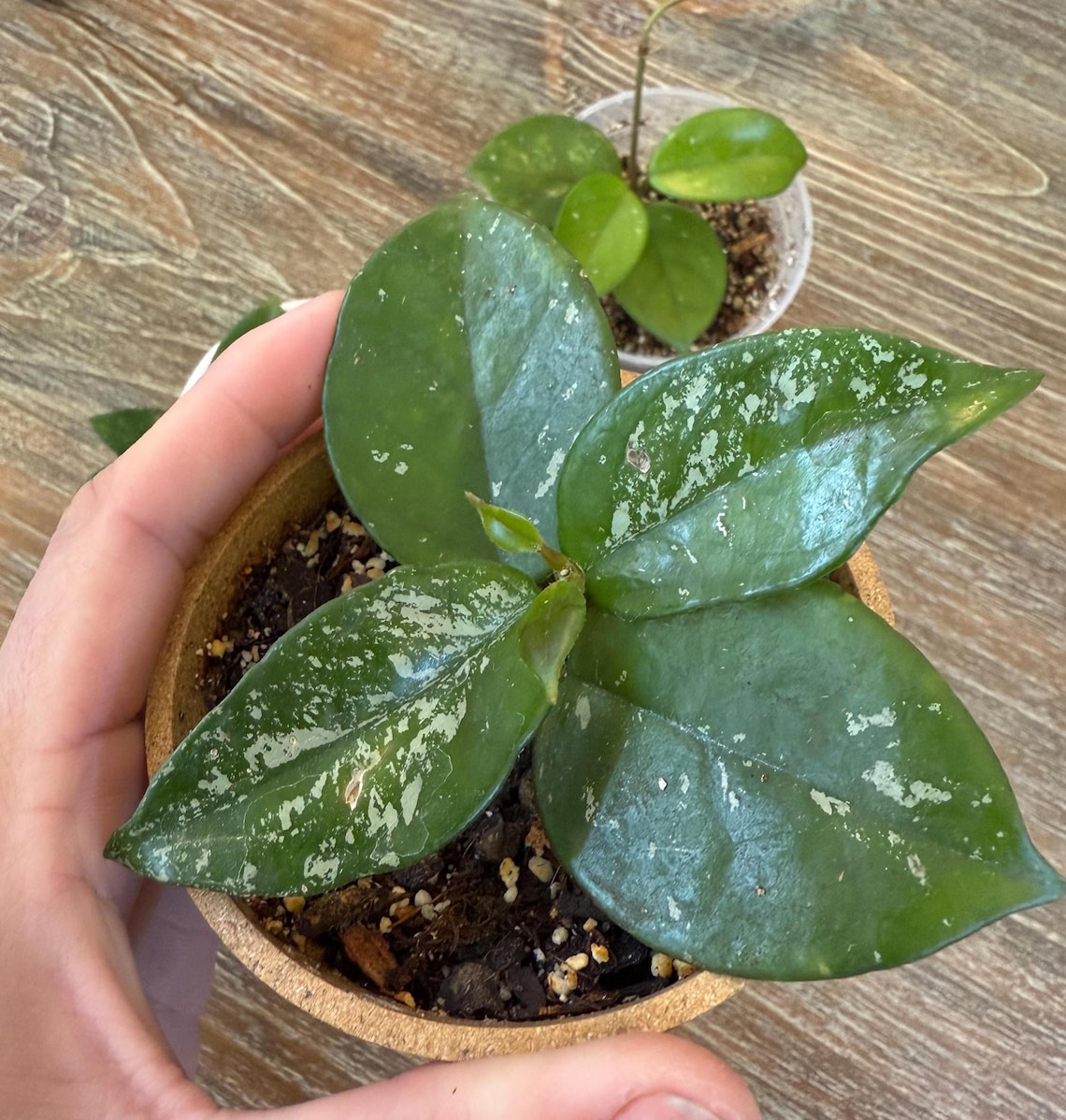 Hoya Carnosa Freckled Splash Rooted 4" - Etsy