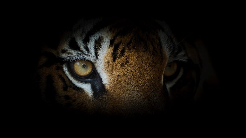 Tiger Eyes Wall Art – Fierce Jungle Animal Close-up Print on Tempered ...