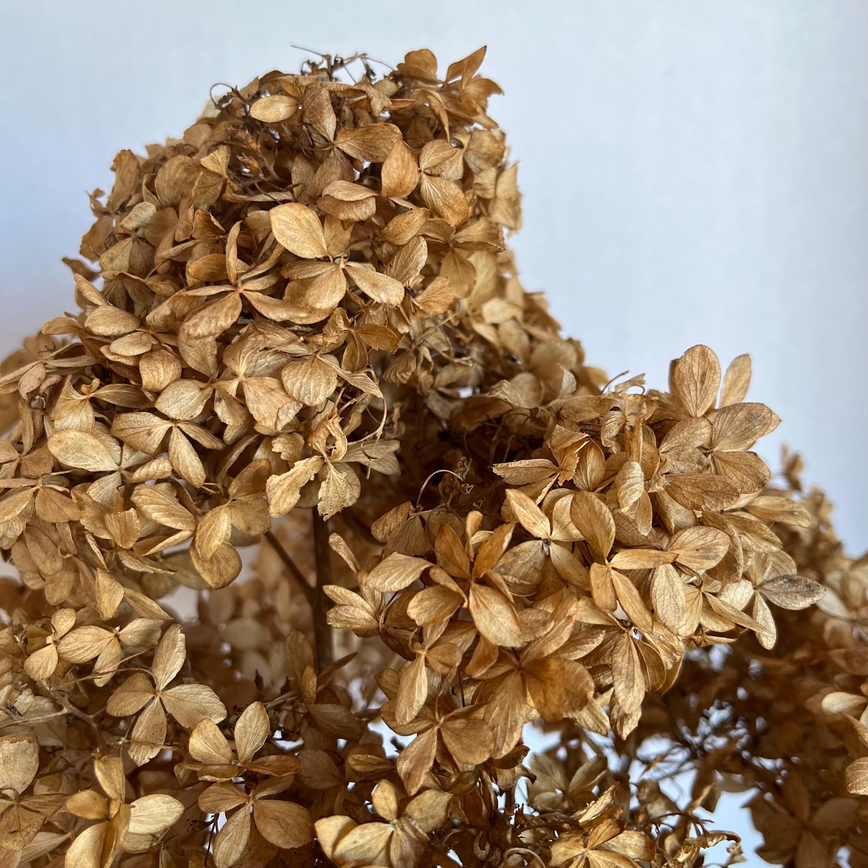 Dried Limelight Hydrangea Flowers -very Rustic - Etsy