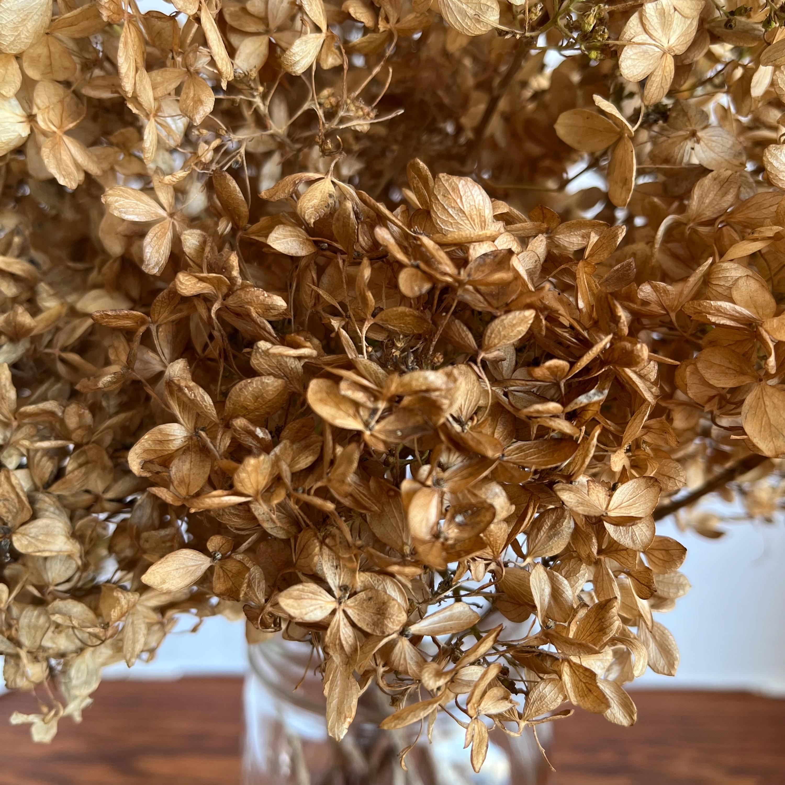 Dried Limelight Hydrangea Flowers -very Rustic - Etsy