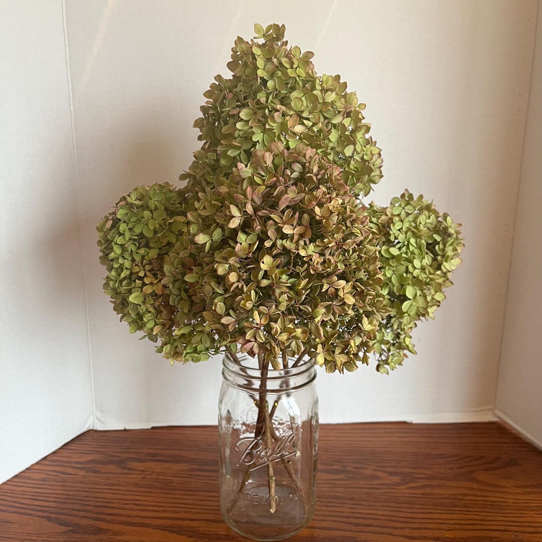 Dried Limelight Hydrangea Flowers - Etsy