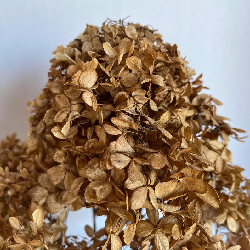 Dried Limelight Hydrangea Flowers -very Rustic - Etsy