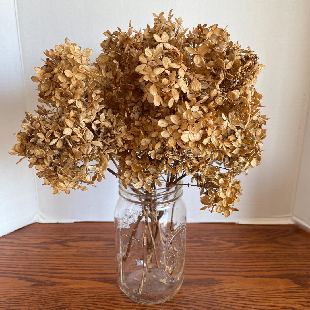 Dried Limelight Hydrangea Flowers -very Rustic - Etsy