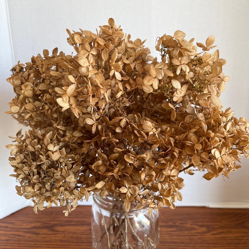 Dried Limelight Hydrangea Flowers -very Rustic - Etsy