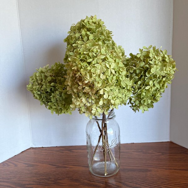 Limelight - Etsy