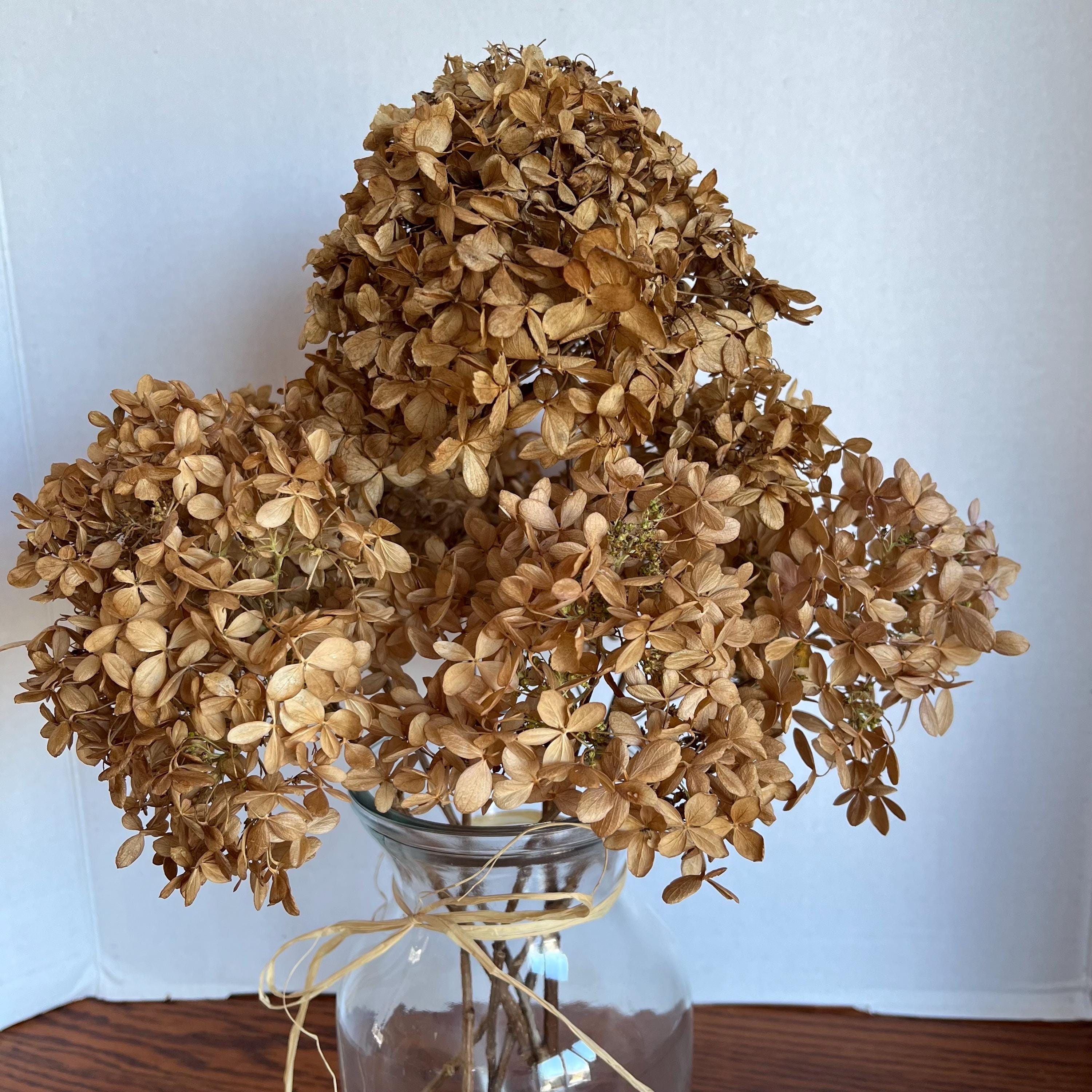 Dried Limelight Hydrangea Flowers -very Rustic - Etsy