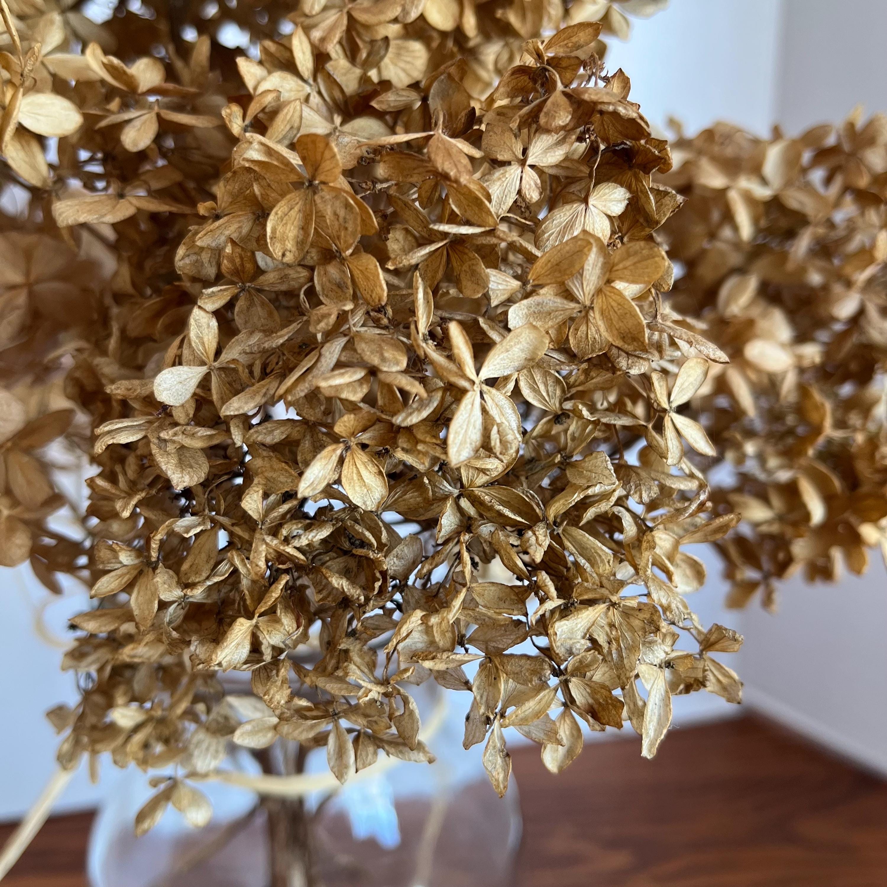 Dried Limelight Hydrangea Flowers -very Rustic - Etsy