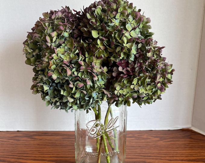 Dried Hydrangea, Dried Hydrangea Flowers, Hydrangea, Dried Hydrangea ...