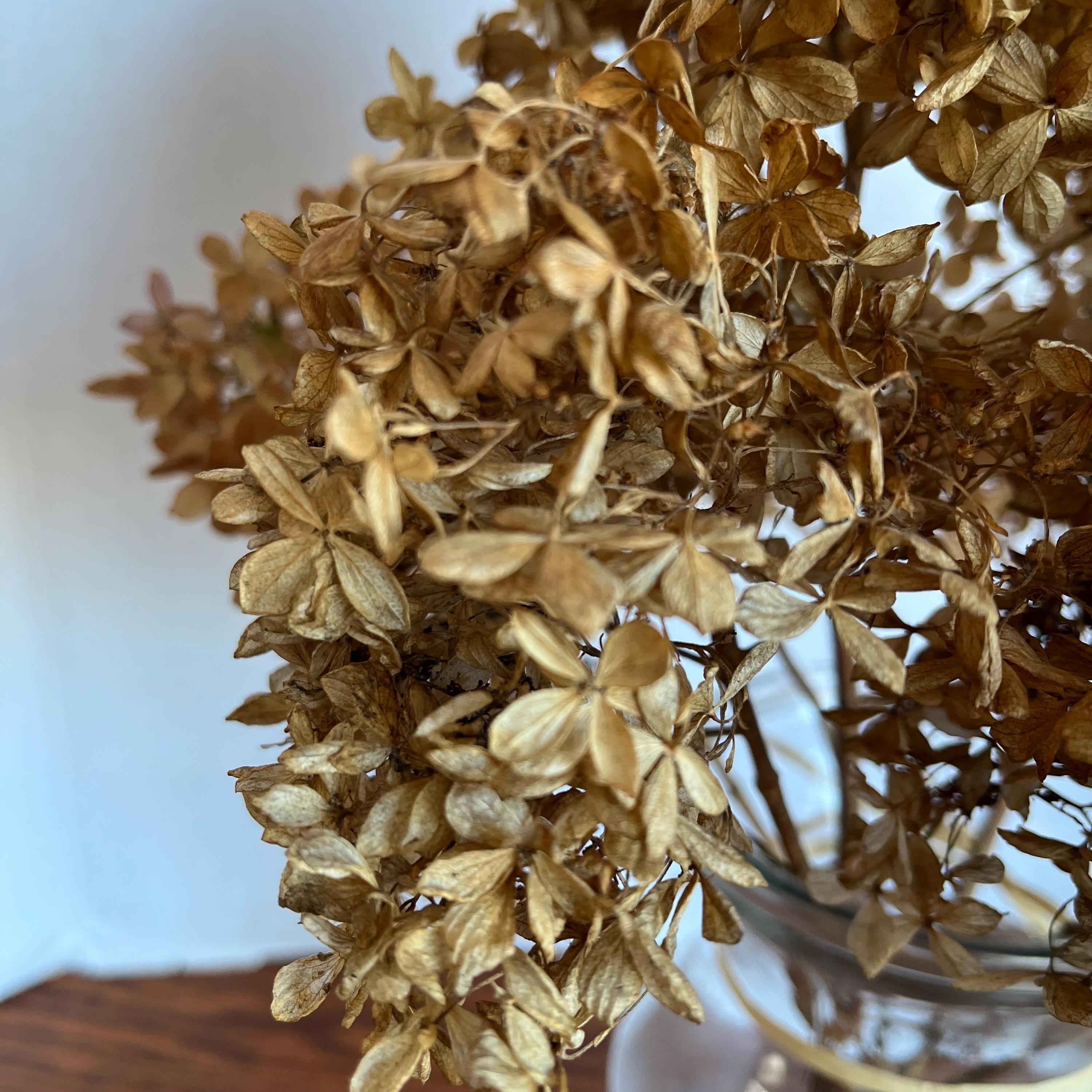 Dried Limelight Hydrangea Flowers -very Rustic - Etsy