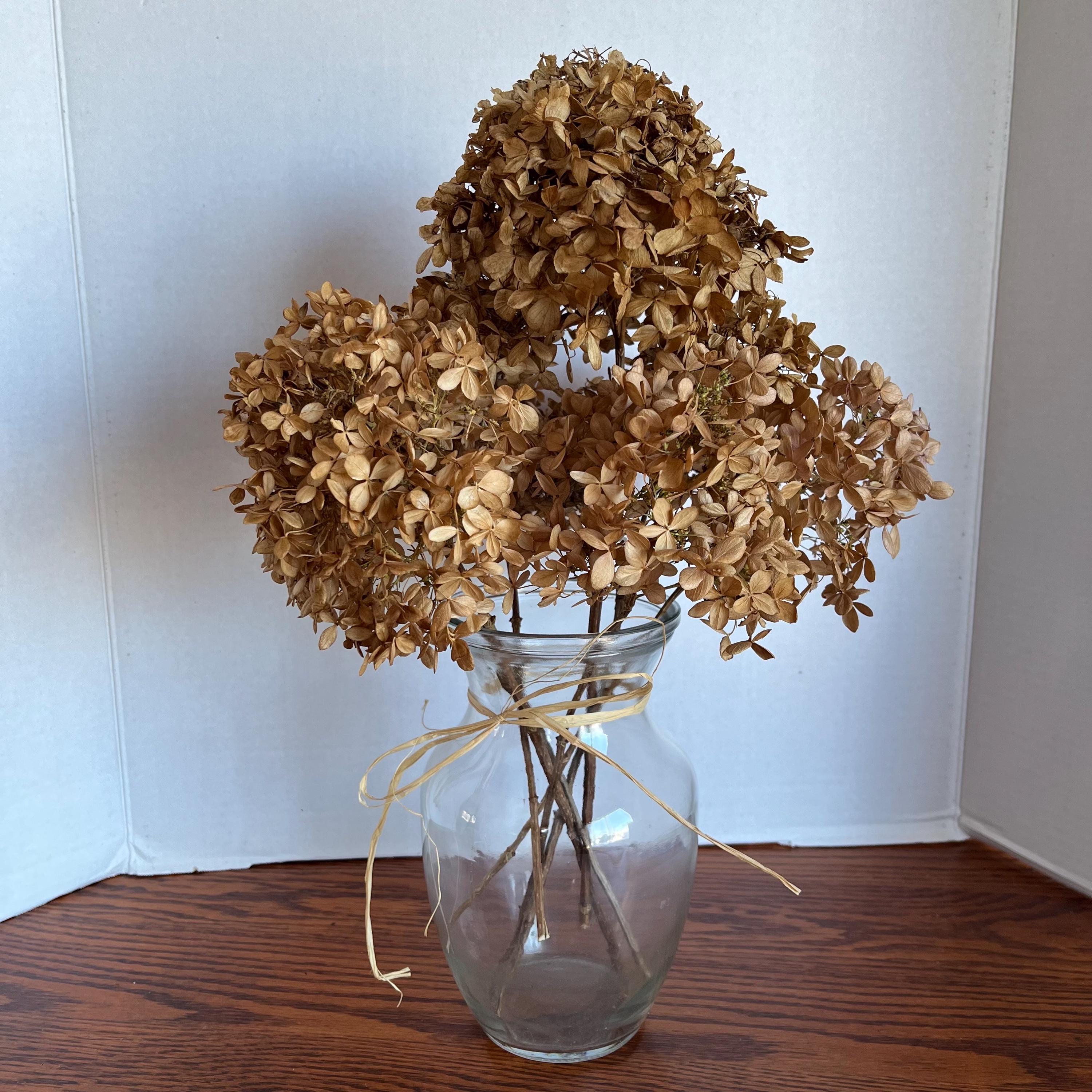 Dried Limelight Hydrangea Flowers -very Rustic - Etsy