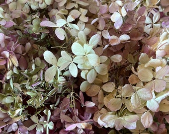 Dried Limelight Hydrangea Flowers - Etsy