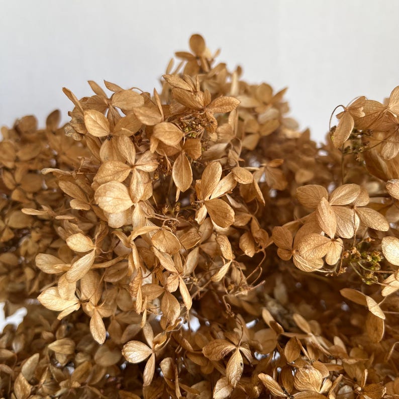 Dried Limelight Hydrangea Flowers -very Rustic - Etsy