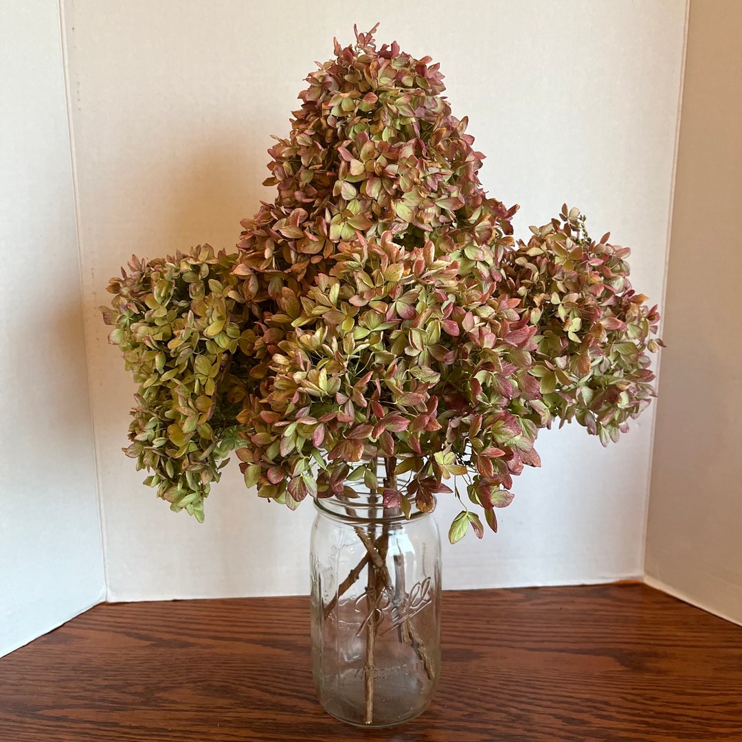 Dried Limelight Hydrangea Flowers - Etsy