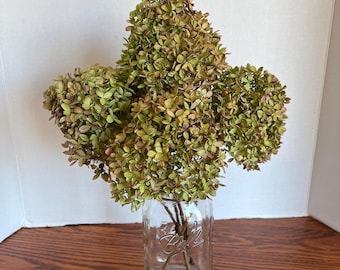 Dried Hydrangea Flowers 8 Long Stems Lt. Blue, Green, Cream, Purple ...