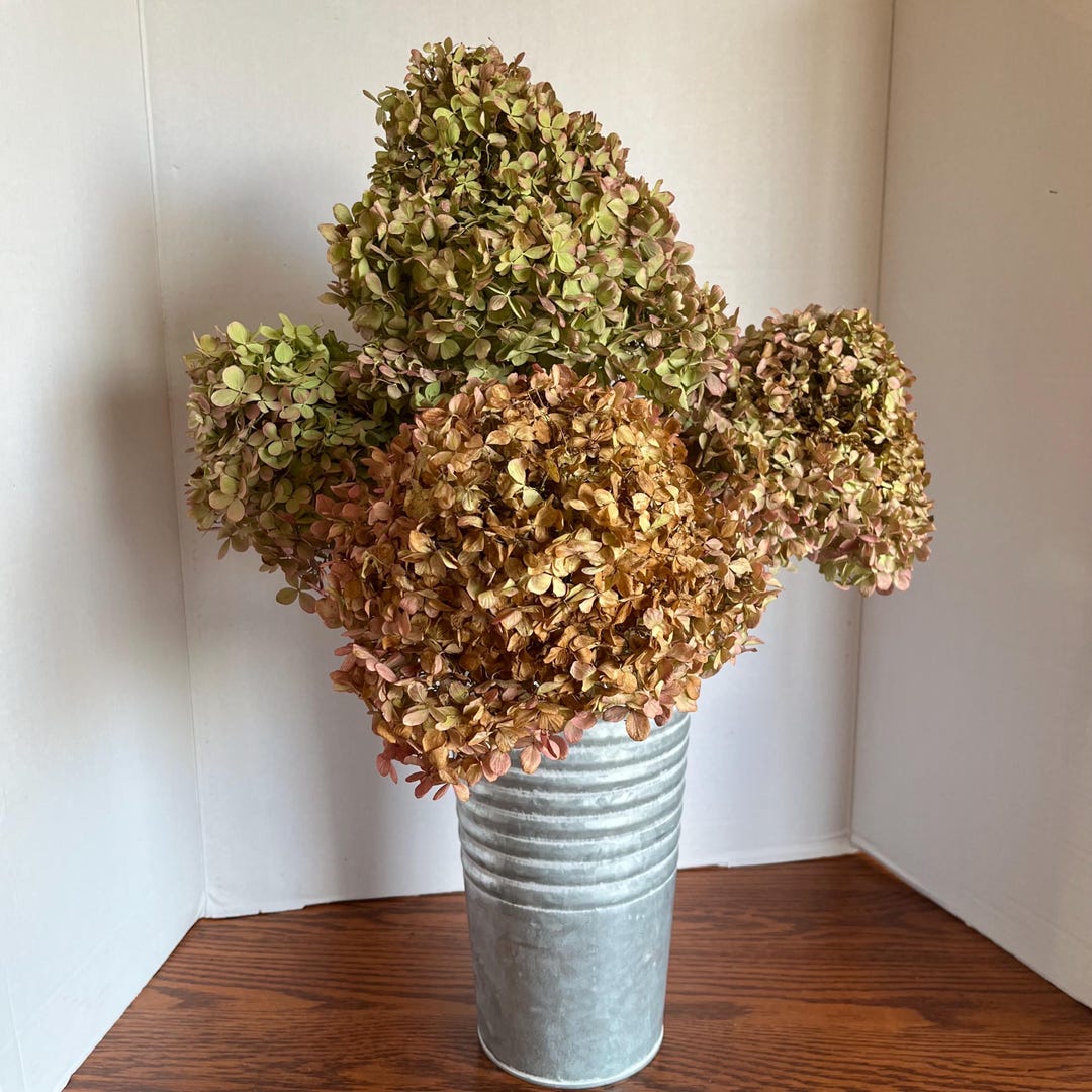 Dried Limelight Hydrangea Flowers - Rustic - Etsy