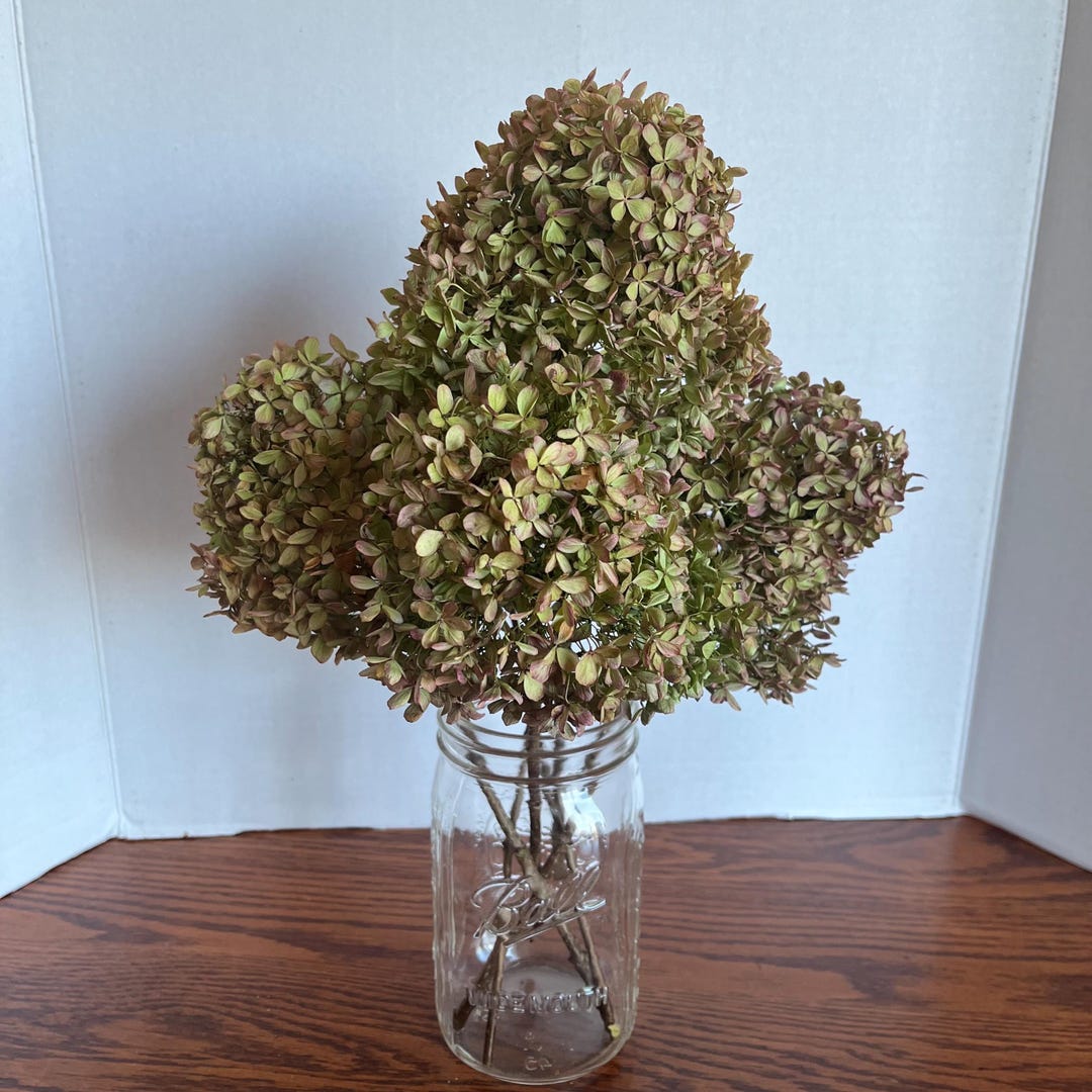 Dried Limelight Hydrangea Flowers - Etsy