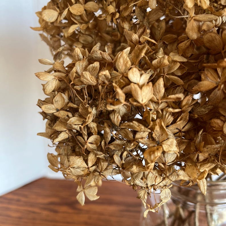 Dried Limelight Hydrangea Flowers -very Rustic - Etsy