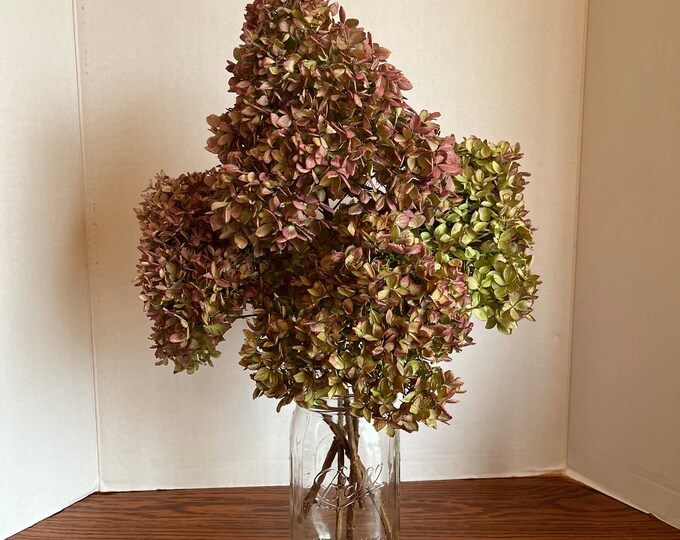 Dried Limelight Hydrangea Flowers - Etsy
