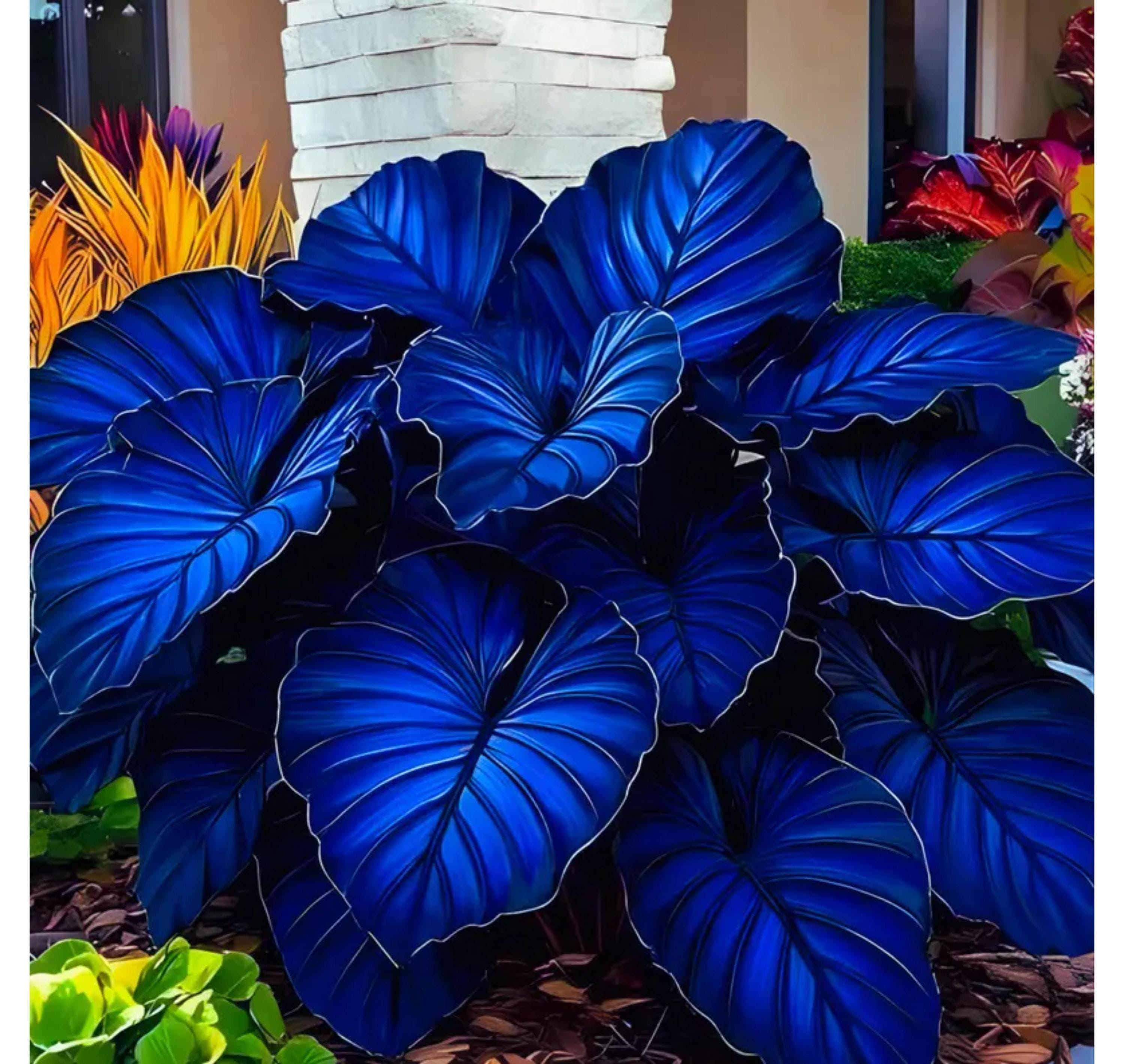 100 Caladium Hosta Seeds | Ornamental Shade Plant - Etsy
