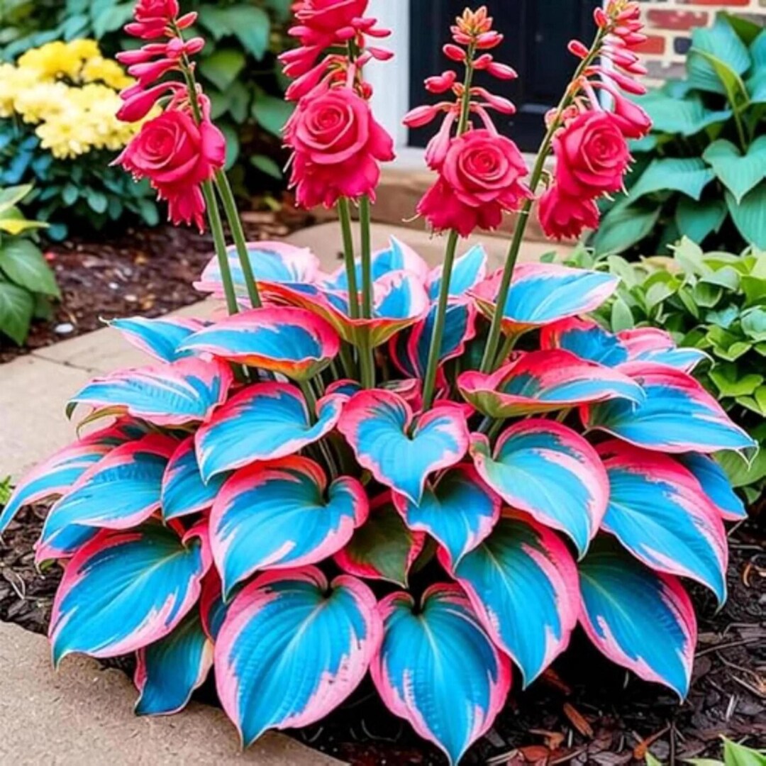 200+ Blue Red Hosta Seeds – Perennial Shade Plant - Etsy