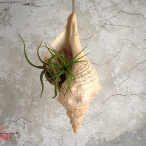 Vintage Horse Conch Shell for Coastal Beach House Decor , Genuine Shell ...