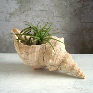 Vintage Horse Conch Shell for Coastal Beach House Decor , Genuine Shell ...